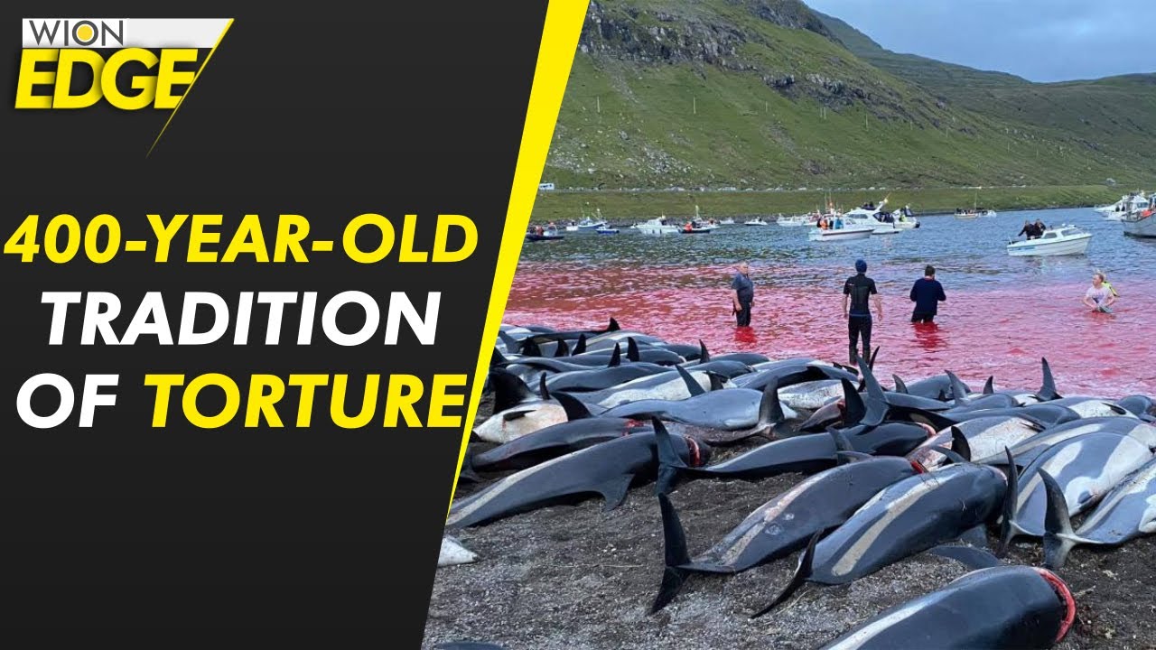 1500 dolphins killed in largest massacre in Faroe Islands, Denmark ...